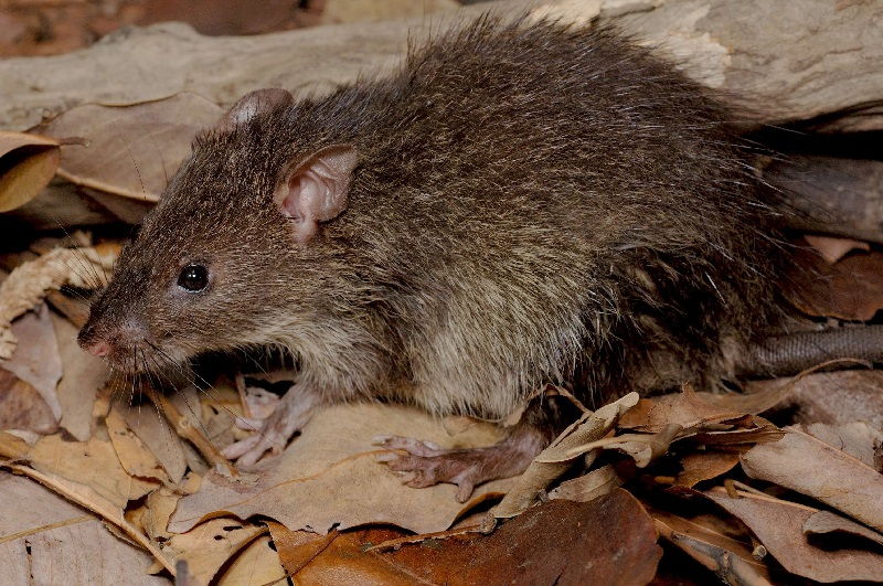 Jenis-jenis Tikus dan Gambarnya | BikulBali.com | Tikus Putih di Bali